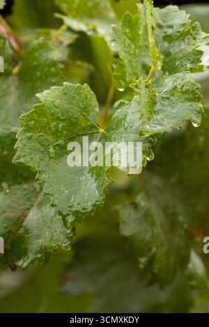 Macro photography of wet foliage after rain. Nature background. Vintage ...