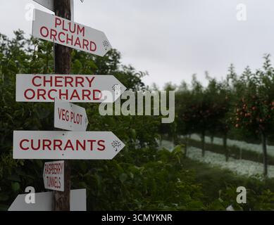 Fruit, Orchard, Pick Your Own, signs pointing the way to rows ...