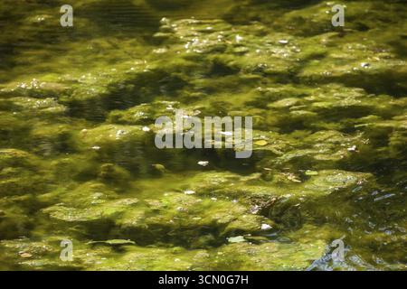 Greenish algae, algae carpet in a body of water, Germany Stock Photo ...