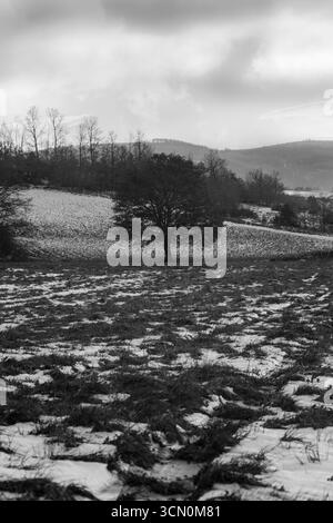 Tree in the Umbrian countryside Stock Photo - Alamy