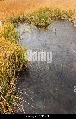 Autumn wetland forest scene with tall trees, green water surface, and ...