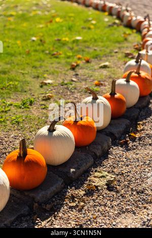 Orange and white pumpkins are neatly arranged along a stone pathway as ...