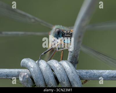 Closeup shot of a dragonfly on a wire Stock Photo - Alamy