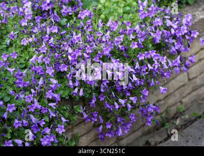 Campanula portenschlagiana, Wall or Adria Bellflower Stock Photo - Alamy