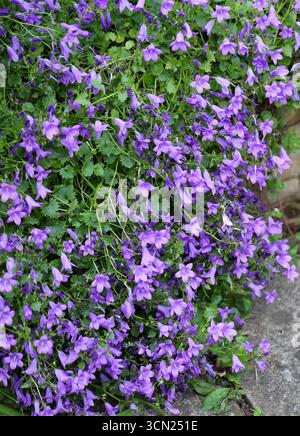 Dalmatian bellflower (Campanula portenschlagiana), Campanulaceae Stock ...