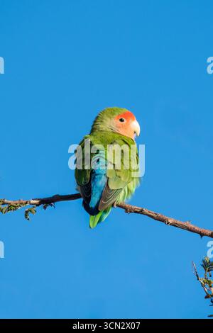 Rosy-faced love birds (Agapornis roseicollis). Photo from Phoenix ...