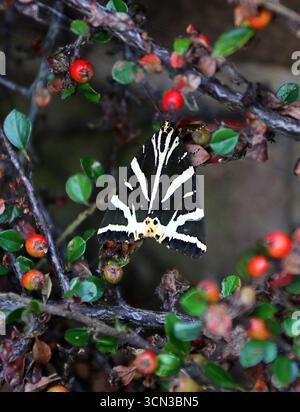 Jersey Tiger, or Spanish Flag (Euplagia quadripunctaria) foraging a ...