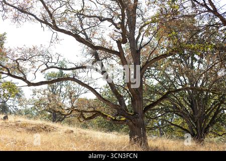 Oregon oak (Quercus garryana Stock Photo - Alamy