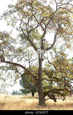 Oregon white oak (Quercus garryana garryana Stock Photo - Alamy
