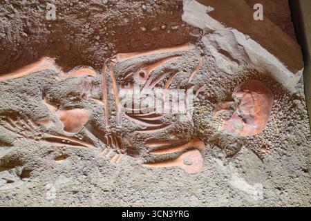 Display of old, fossilized skeleton, set of bones, human remains in ...