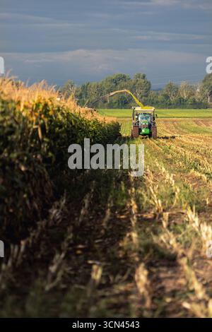 Modern forage harvester combiner harvesting silage maize corn tractor ...