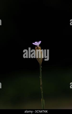 Proliferous Pink (Petrorhagia nanteuilii) Norfolk July 2025 Stock Photo ...