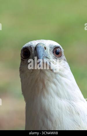 white bellied sea eagle with its wide wingspan and sharp eyes Stock ...