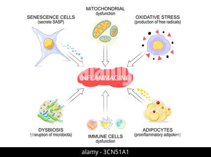 Inflammaging. Hallmarks of ageing. Chronic inflammation that develops ...