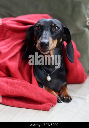 Black and tan dachshund dog in collar sits on green grass Stock Photo ...