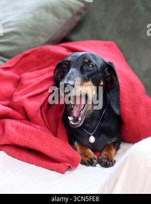 Teckel makes funny faces. Close up portrait of a cute miniature ...