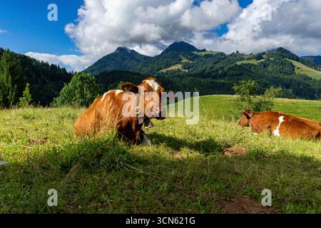 A natural view of brown cows resting in the green field Stock Photo - Alamy