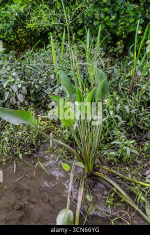 Phreatophyte. American water plantain Alisma plantago-aquatica in ...