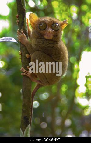 Nocturnal Philippine tarsier (Carlito syrichta) Synonym Tarsier ...