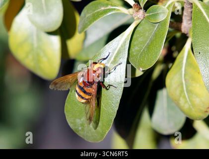 hornet mimic hoverfly, volucelle zonée, Hornissenschwebfliege ...