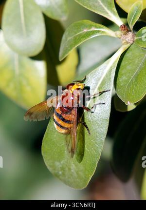 hornet mimic hoverfly, volucelle zonée, Hornissenschwebfliege ...