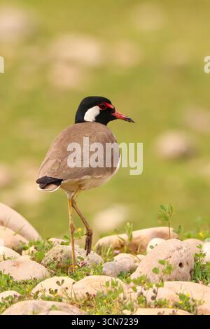 The red-wattled lapwing is an Asian lapwing or large plover, a wader in ...
