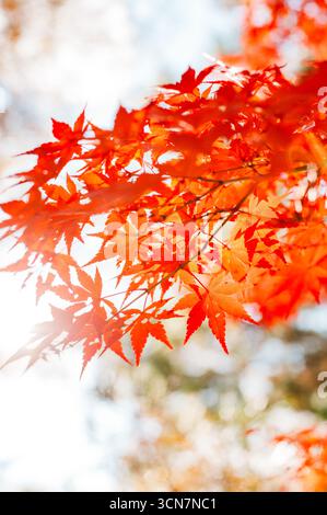 Autumn leaves at the height of fall are rich in colours Stock Photo - Alamy