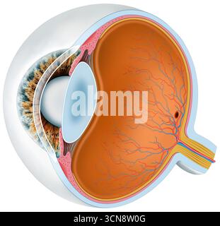Illustration of the normal focusing of the eye showing how light enters ...