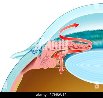 Fluid drainage in the eye. Illustration showing how the posterior ...