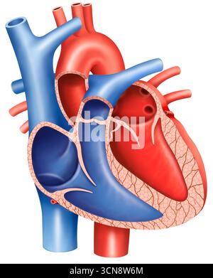 Sagittal body plane, illustration Stock Photo - Alamy