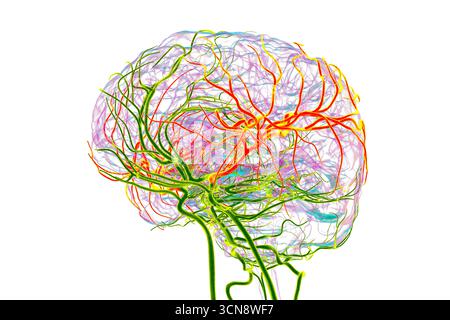 Illustration of the middle cerebral artery (orange), supplying blood to ...