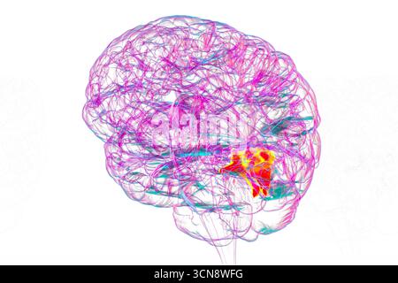 Illustration of the occipital lobe (highlighted in orange) of the human ...