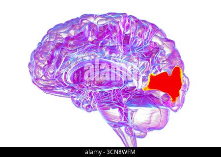 Illustration of the occipital lobe (highlighted in orange) of the human ...