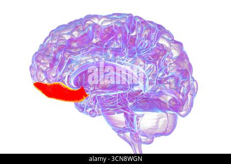 Gyrus rectus of human brain on sagittal section, illustration. This ...