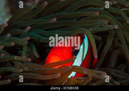 Cinnamon clownfish, Amphiprion melanopus. Red and Black Anemonefish ...