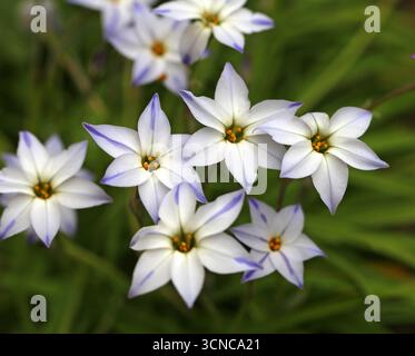 Scented star shaped flowers of Ipheion Alberto Castillo Spring ...