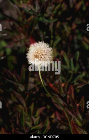 A closeup of a Dandelion fluff on a green background Stock Photo - Alamy