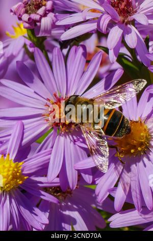 Macro photo of a bee collecting nectar from some white plants Stock ...