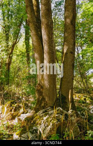 A dense forest with mossy trunks Stock Photo - Alamy