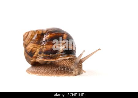 Slow Journey: Tiny Snail Crawling on a Vibrant Yellow Daisy Stock Photo ...