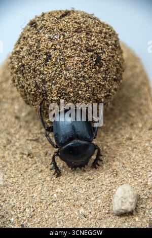 Sacred scarab beetle, Egyptian scarab (Scarabaeus sacer), two Egyptian ...