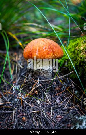 Close up view of edible forest mushroom brown cap boletus growing in ...