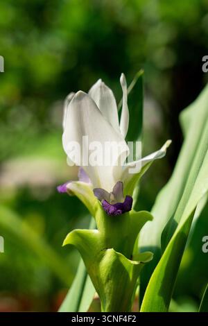 Colorful pink flower Wild Siam tulips blooming nature background Stock ...