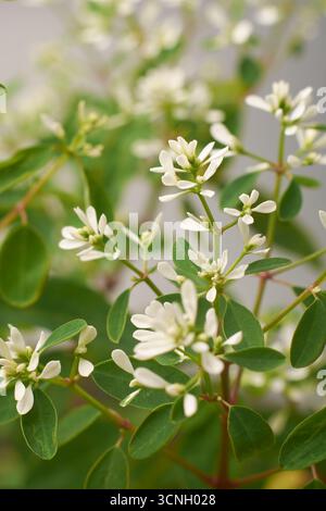 Soft focus of natural green euphorbia succulent growing in cactus ...