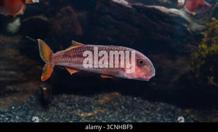 large adult red mullet swimming around Stock Photo - Alamy