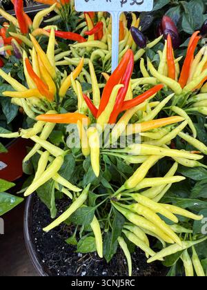 Decorative potted plants are for sale. Garden shop with flowers. Bushes ...