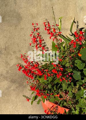 Red flowers in a pot for exterior decoration Stock Photo - Alamy