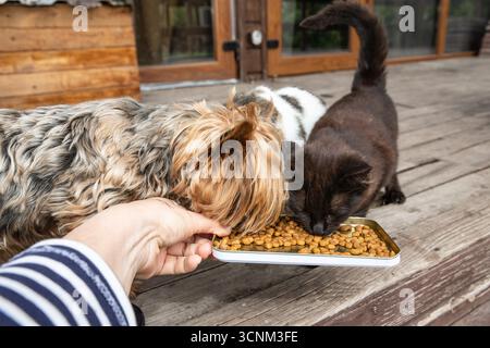 Two cats eating dry pet food from metal tray on wooden outdoor terrace ...