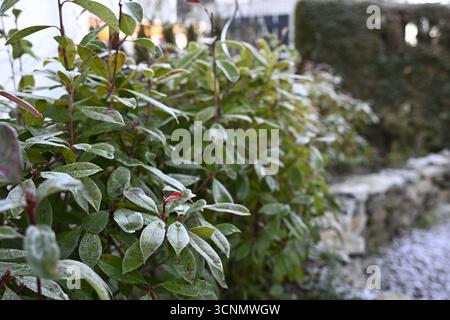 Reif umzieht Blätter auf dem Boden, Deutschland, Baden Württemberg ...