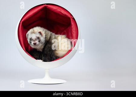 Ferret indoor posing for portrait in studio Stock Photo - Alamy